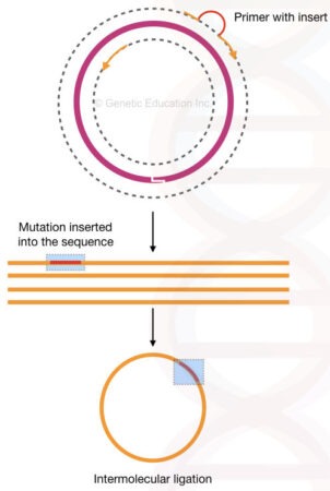 Site-Directed Mutagenesis: Methods and Applications