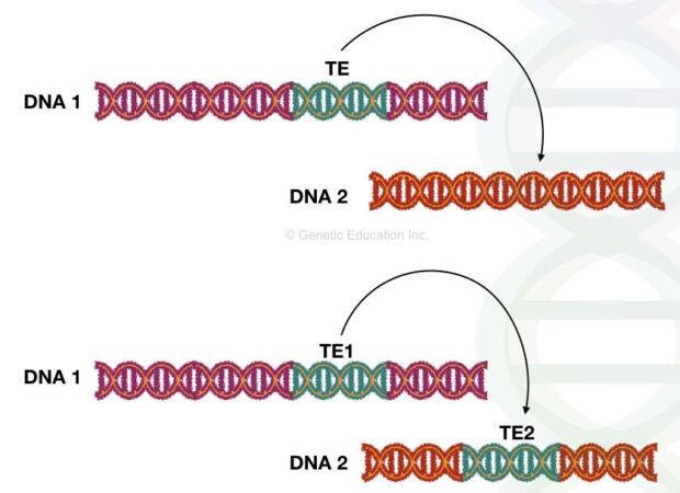 What are Transposons?- Introduction, History and Types