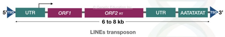 What are Transposons?- Introduction, History and Types