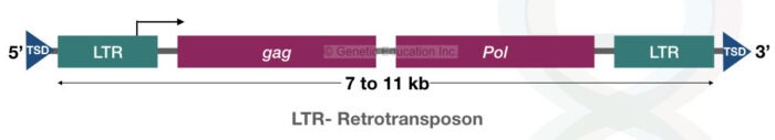What are Transposons?- Introduction, History and Types