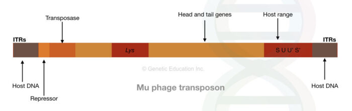 Transposase, Transposons and Antibiotic Resistance in Bacteria