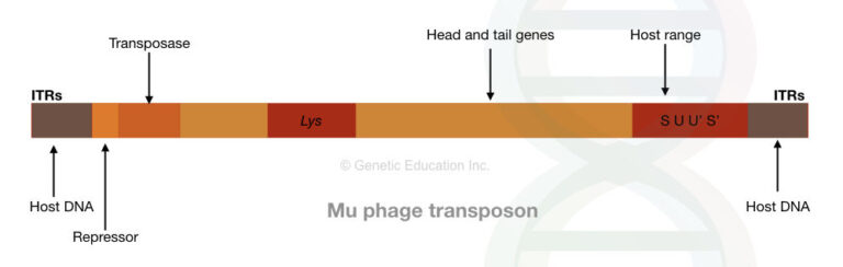 Transposase, Transposons and Antibiotic Resistance in Bacteria