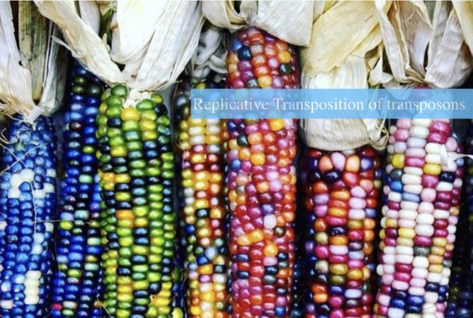Replicative Transposition of DNA transposons and Retrotransposons