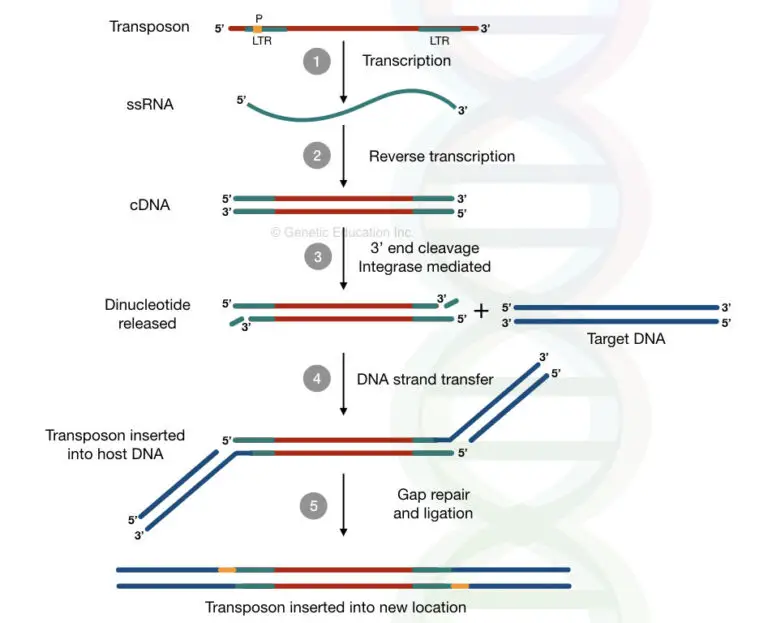 Replicative Transposition of DNA transposons and Retrotransposons