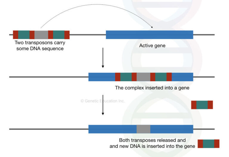 Role of Transposons in Evolution of Eukaryotic Genome