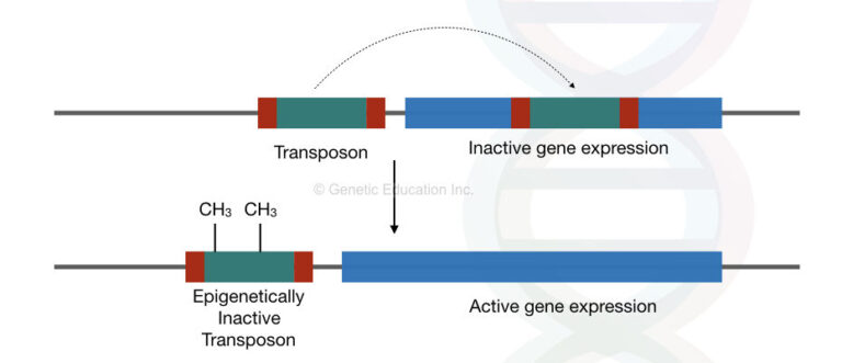 Role of Transposons in Evolution of Eukaryotic Genome