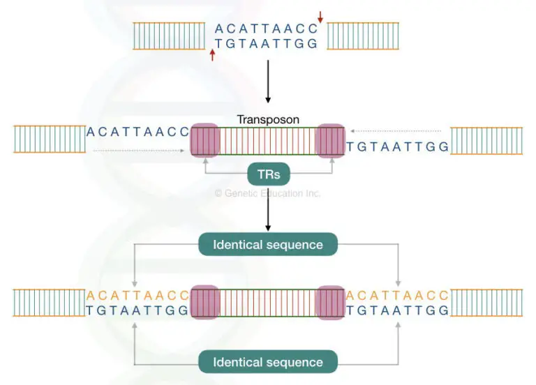 What is Transposon's Target Site Duplication (TSD)?