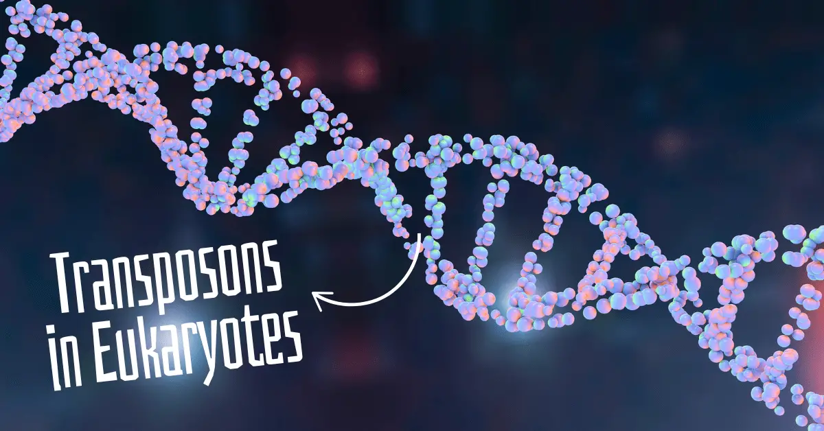 6 Types of Transposons in Eukaryotes
