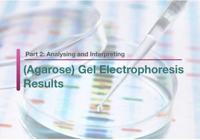 Part 2: Analysing and Interpreting (Agarose) Gel Electrophoresis Results