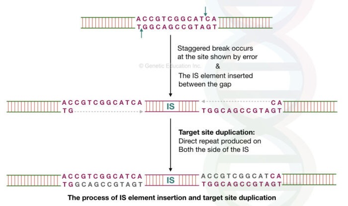 A Comprehensive Structure of a Transposon Explained – Genetic Education