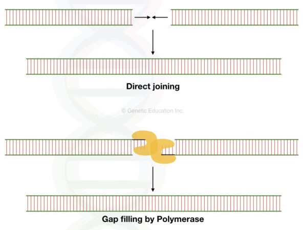 Non-Replicative (Cut and Paste) Mechanism of Transposition