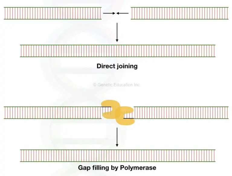 Non-Replicative (Cut and Paste) Mechanism of Transposition