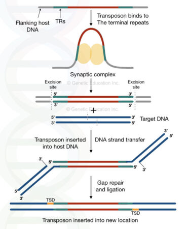 Non-Replicative (Cut and Paste) Mechanism of Transposition