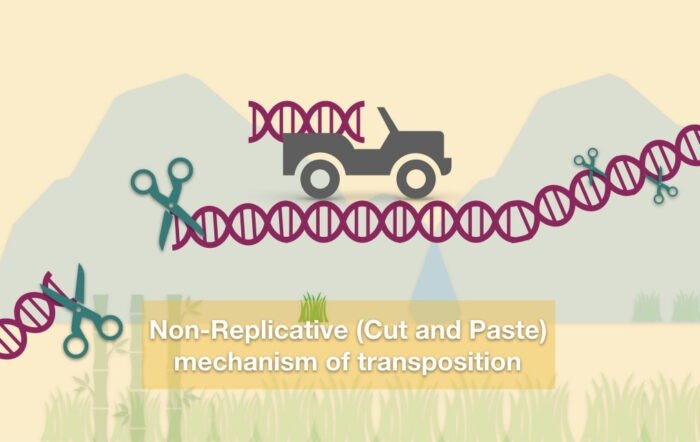 Non-Replicative (Cut and Paste) Mechanism of Transposition
