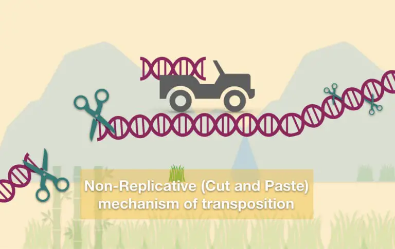 Non-Replicative (Cut and Paste) Mechanism of Transposition