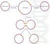 Replicative Transposition of DNA transposons and Retrotransposons