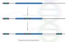 Replicative Transposition of DNA transposons and Retrotransposons