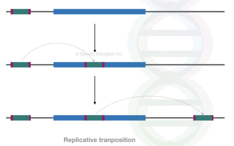 Replicative Transposition of DNA transposons and Retrotransposons