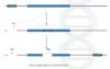 Replicative Transposition of DNA transposons and Retrotransposons