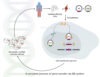 Gene Therapy: Types, Vectors [Viral and Non-Viral], Process ...