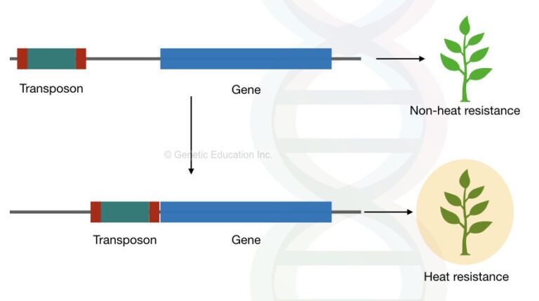Role of Transposons in Evolution of Eukaryotic Genome