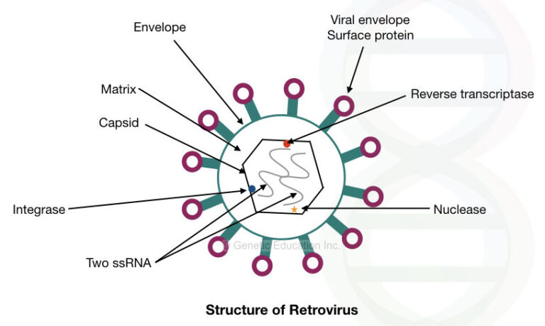 Gene Therapy: Types, Vectors [Viral and Non-Viral], Process ...