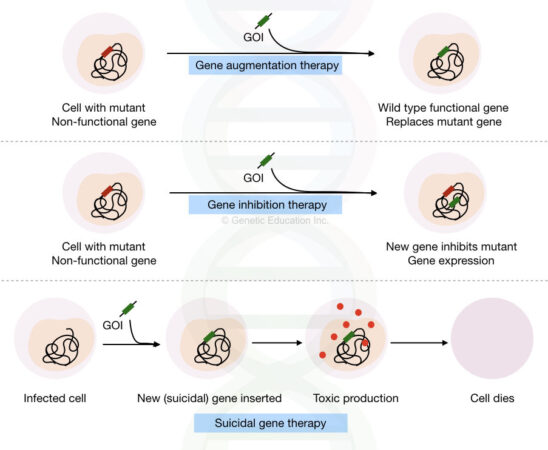 Gene Therapy: Types, Vectors [Viral and Non-Viral], Process ...