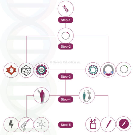 Gene Therapy: Types, Vectors [Viral and Non-Viral], Process ...