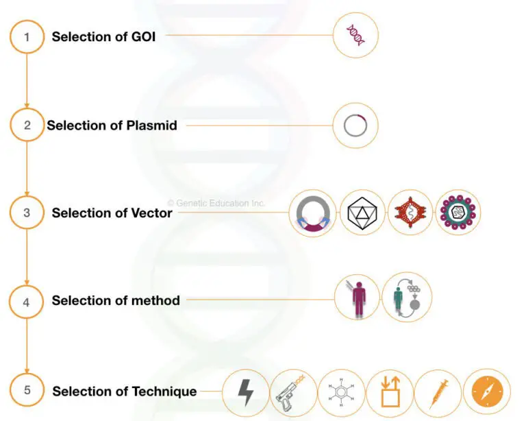 Gene Therapy: Types, Vectors [Viral and Non-Viral], Process ...
