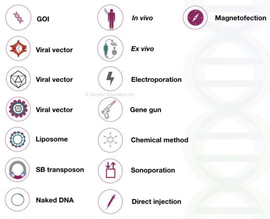 Gene Therapy: Types, Vectors [Viral and Non-Viral], Process ...