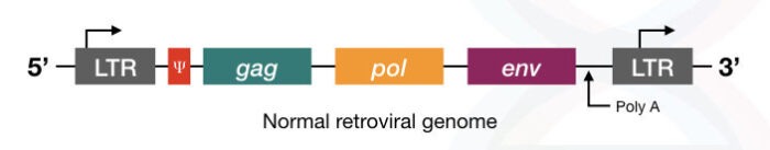 Gene Therapy: Types, Vectors [Viral and Non-Viral], Process ...