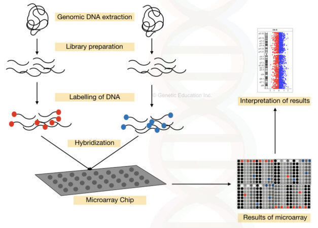 A Brief Introduction To Cytogenetics [Karyotyping, FISH and Microarray]