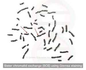 A Brief Introduction To Cytogenetics [Karyotyping, FISH and Microarray]