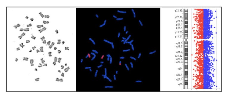 A Brief Introduction To Cytogenetics [Karyotyping, FISH and Microarray]