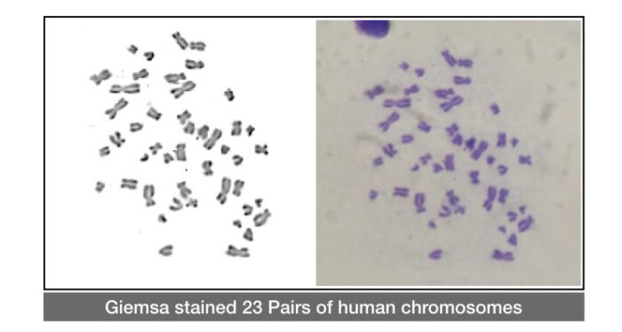 A Brief Introduction To Cytogenetics [Karyotyping, FISH and Microarray]