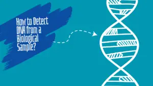 How to Detect DNA from a Biological Sample?