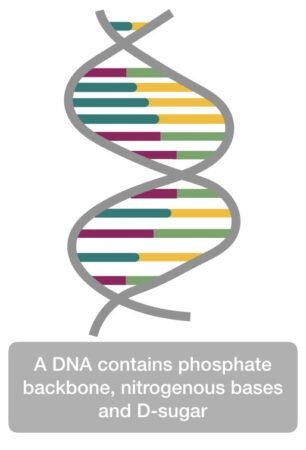 Discovery of I motif: A New Dimension Added To The Structure Of Human DNA