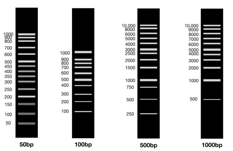 What is a DNA ladder? And How To Prepare It? (A Complete Protocol)