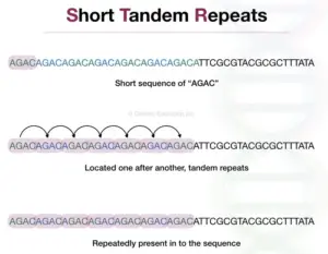 What are Short Tandem Repeats (STRs)? Why do We use It?