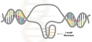 Discovery of I motif: A New Dimension Added To The Structure Of Human DNA
