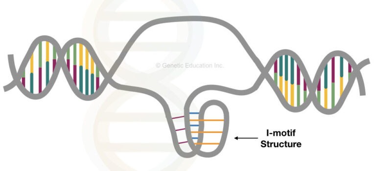 Discovery of I motif: A New Dimension Added To The Structure Of Human DNA