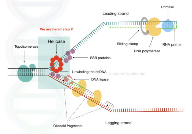 What Is Helicase? And How It unwinds DNA? – Genetic Education