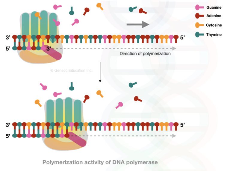 Multifunctional DNA Polymerase: An Overview