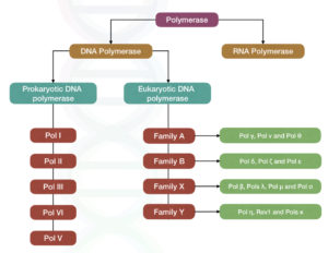 Multifunctional DNA Polymerase: An Overview