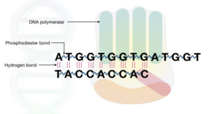DNA Synthesis: Process, Importance and Direction – Genetic Education