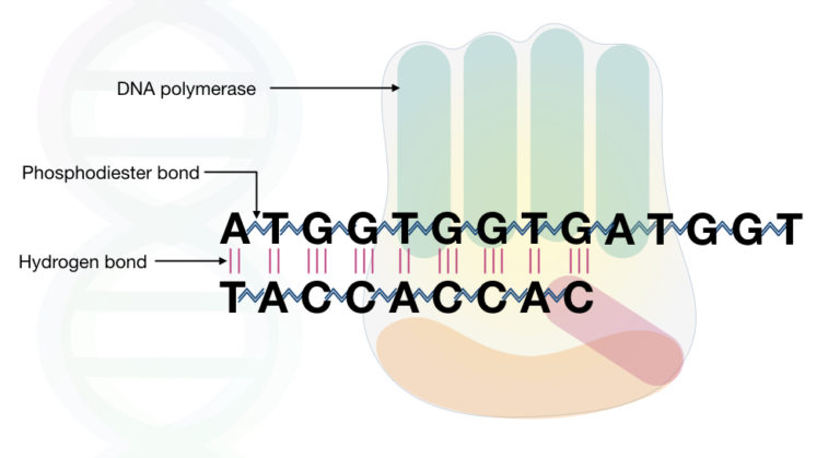 DNA Synthesis: Process, Importance and Direction – Genetic Education
