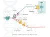 Comparison Between DNA Primer And RNA Primer: