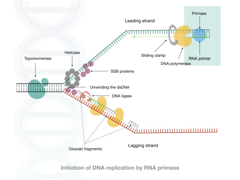 Comparison Between DNA Primer And RNA Primer: