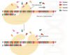 Comparison Between DNA Primer And RNA Primer: