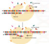 Comparison Between DNA Primer And RNA Primer: